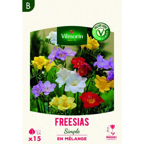 Frésia Simple en Mélange (x15) Vilmorin