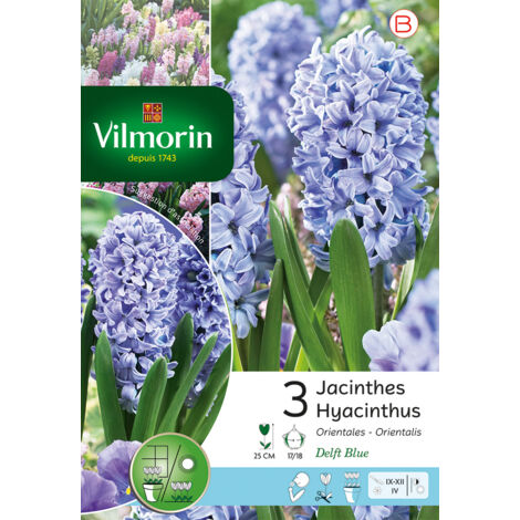 Jacinthe Delft Blue (x3) Vilmorin