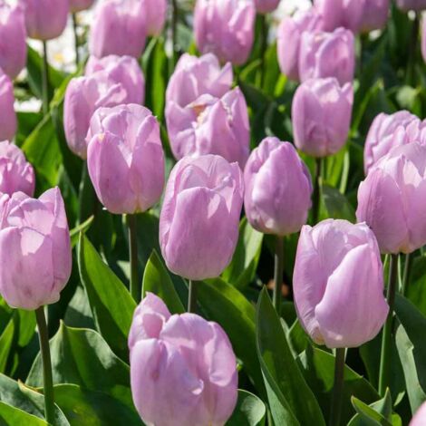 Tulipe Candy Prince (x8) Vilmorin