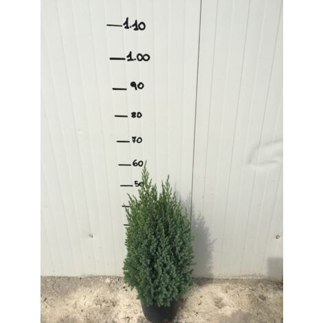 Pot de Juniperus Chinensis Stricta 18cm