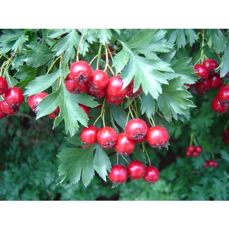 Plante azarole rouge (Crataegus azarolus) pot de 24 cm
