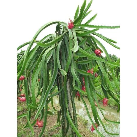 Plante Pitaya Fruit du dragon chair blanche photo réelle H 80cm bien ...