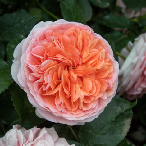 Plante Chippendale Rose, photos réelles