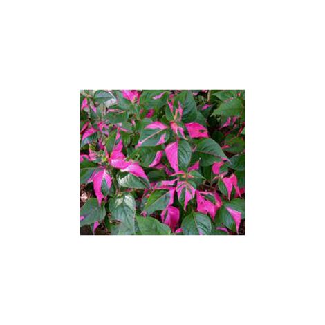 Plante d interieur rare Alternanthera Party Time feuillage rose vif ...