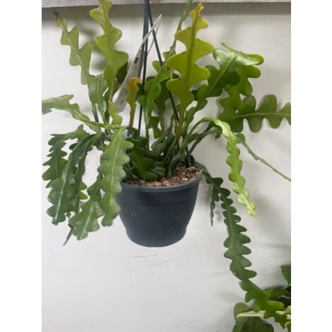 Epiphyllum anguliger Cactus en arête de poisson photos réelles plante ...