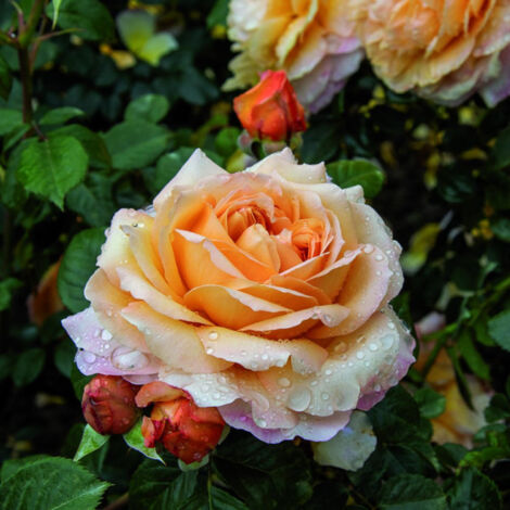 Plante Capri Rose, photos réelles