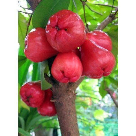 Vivaio Garden Forest – Syzygium malaccense – Pomme rose tropicale à ...