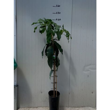 MANGIFER INDICA MAYA PLANTE DE MANGO INNOVÉE PHOTOS RÉELLES H 140cm