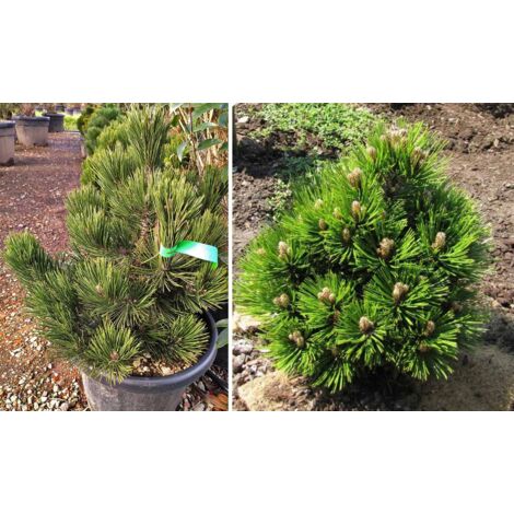 Plante PINUS HELDREICHII 'COMPACT GEM' pin nain Royal Photos