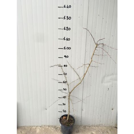 Crataegus monogyna plante (Aubépine)