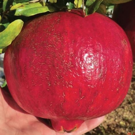 Plante de grenadier 'Parfianka