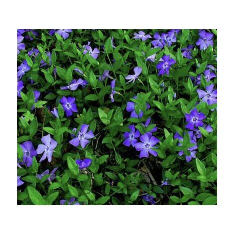 Vinca minor variegata Pot de fleurs violet 19 Royal Photo Plant