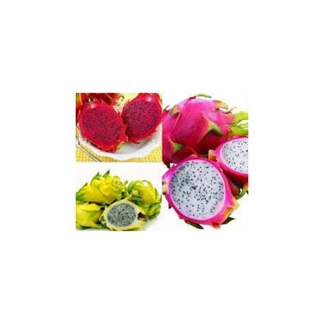 3 VARIÉTÉ DE PITAYA JAUNE, ROUGE, BLANC 70/80 CM FRUIT DU DRAGON