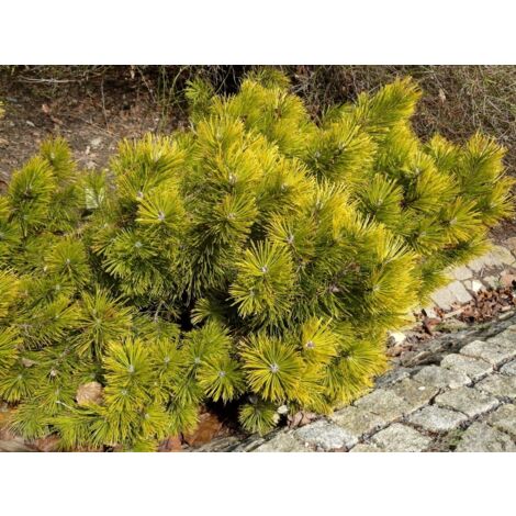 Pinus mugo Carstens Winter Gold - Conifère nain plante miniature