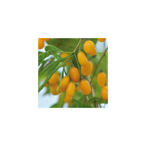 Goji jaune 'Amber sweet' (Lycium barbarum yellow) PHOTOS RÉELLES