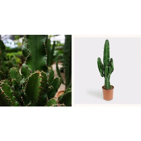 Euphorbia erythrea cactus pot 18cm H 100cm REAL PHOTO
