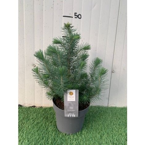 Pinus Pinea Silver Crest Plante de pin h 45cm photo réelle
