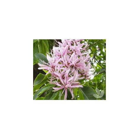 CALODENDRUM CAPENSE CALODENDRUM CAPENSE ( CAPE CHESTNUT ) REAL PHOTOS