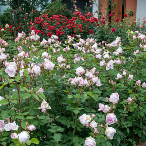 Plante Sweet Moon Rose, photos réelles