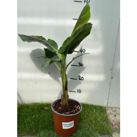 Musa Dwarf Cavendish - Bananier nain - Photos réelles