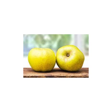 RENETTA APPLE - Plante fruitière Royal Photos Noble Apple