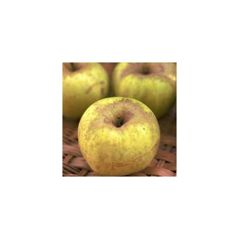 RENETTA APPLE - Plante fruitière Royal Photos Noble Apple