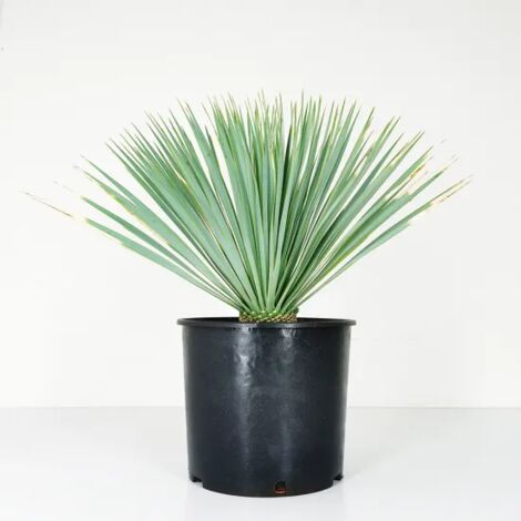 Yucca rostrata pot 23 cm h70cm photo réelle