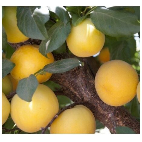 Plante de prunier Golden Drop (Shiro) pot de 24cm