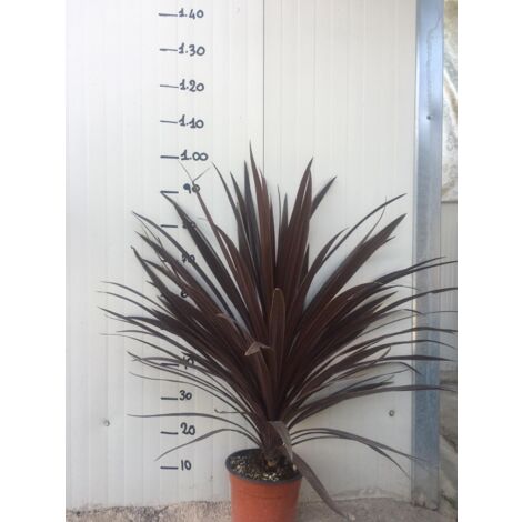 Dracena Red Star pot de 22cm