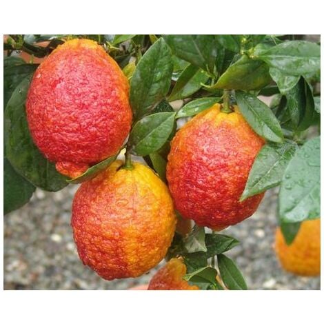 Plante Citron Rouge pot 24