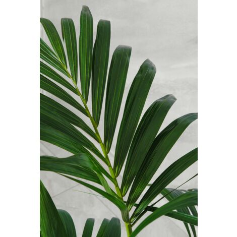 Kenzia Kentia Howea forsteriana en pot 21cm photo réelle H 140cm plante ...