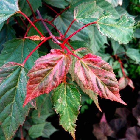 Acer maple red Flamingo pink winter wood - Plante en pot 17 H 80 cm ...