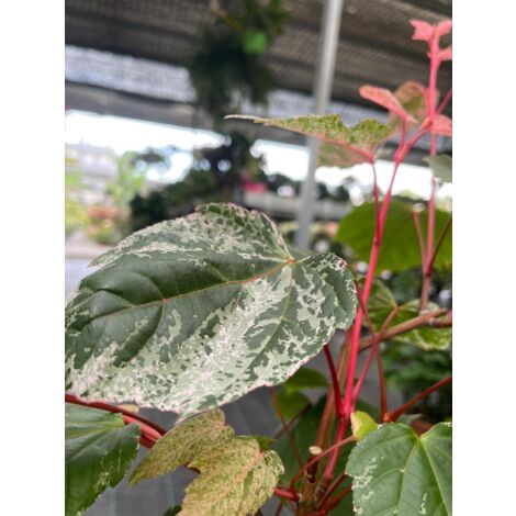 Acer maple red Flamingo pink winter wood - Plante en pot 17 H 80 cm ...