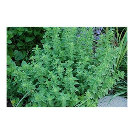 PLANTE D'ORIGAN POT 14CM PLANTES AROMATIQUES