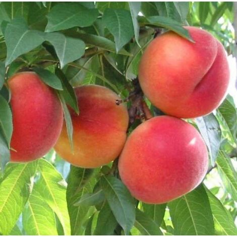 Springcrest Peach Plant Pot 24cm