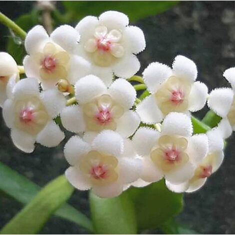 HOYA ROTONDIFOLIA (fiore di cera)