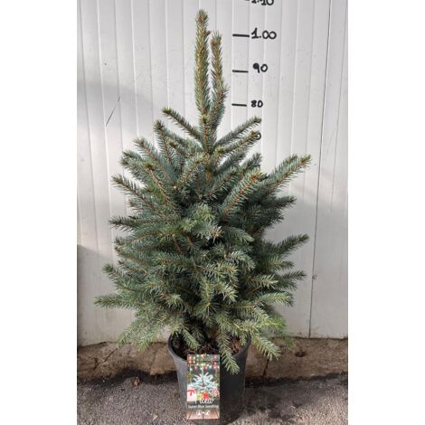 picea punges super blue spruce silver pine H100cm photos réelles