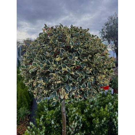 Ilex aquifolium ‘Argenteaum Variegatum’ – Agrifoglio Ornamentale 150 cm