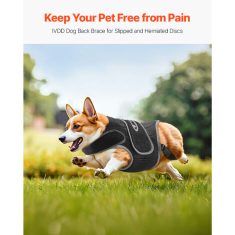 Mophorn Tutore per Schiena del Cane per IVDD, Supporto Ortopedico per ...