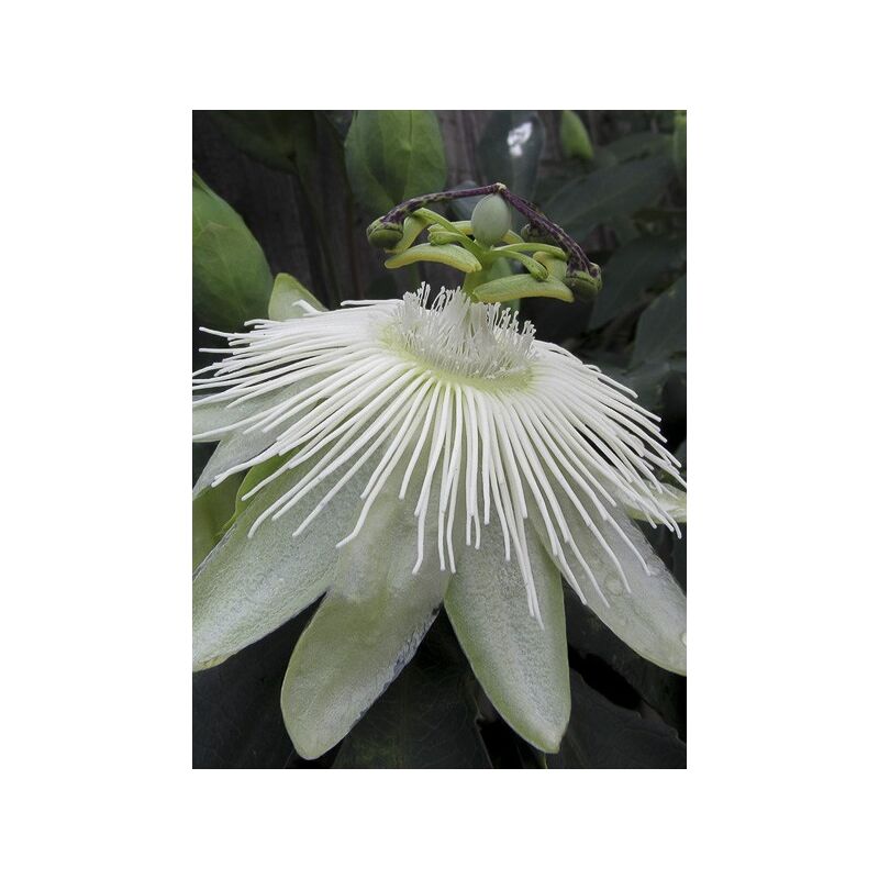 Passiflore 'Snow Queen' Pot de 2L/3L 60/70cm