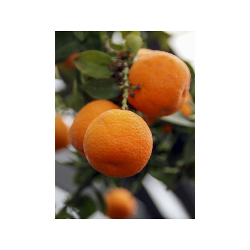 Oranger amer à feuille de myrthe, Chinotto Pot de 4L/5L, 1/4 de tige 40/+cm