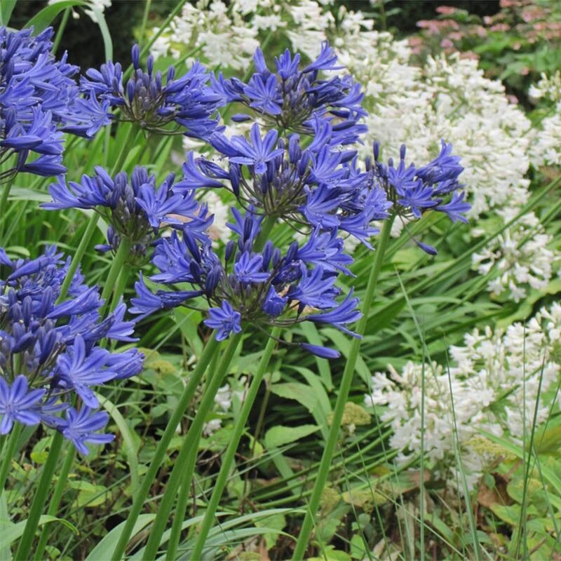 Agapanthe 'Navy Blue' Pot de 2L/3L