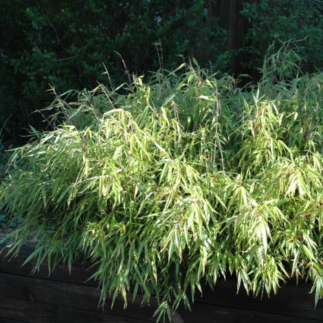 Fargesia rufa Pot de 2L/3L 30/40cm