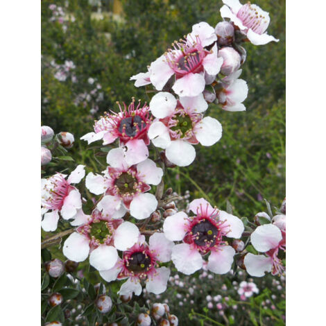 Arbre à thé laineux 'Mesmer Eyes' Pot de 2L/3L