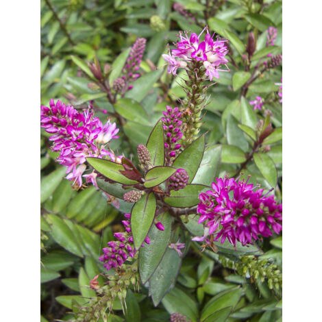 Hébé, Véronique arbustive 'Raspberry Ripple' Pot de 2L/3L