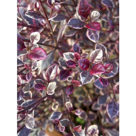 Lophomyrtus 'Magic dragon' Pot de 2L/3L