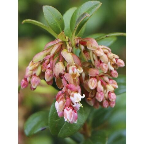 Airelle rouge 'Fireballs' Pot de 2L/3L