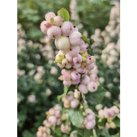 Symphorine 'Symphony Rave' Pot de 4L/5L