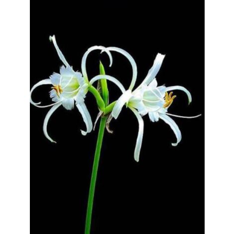 Ismene festalis Bulbe taille 16+