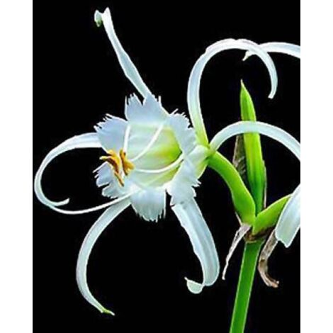 Ismene festalis Bulbe taille 16+